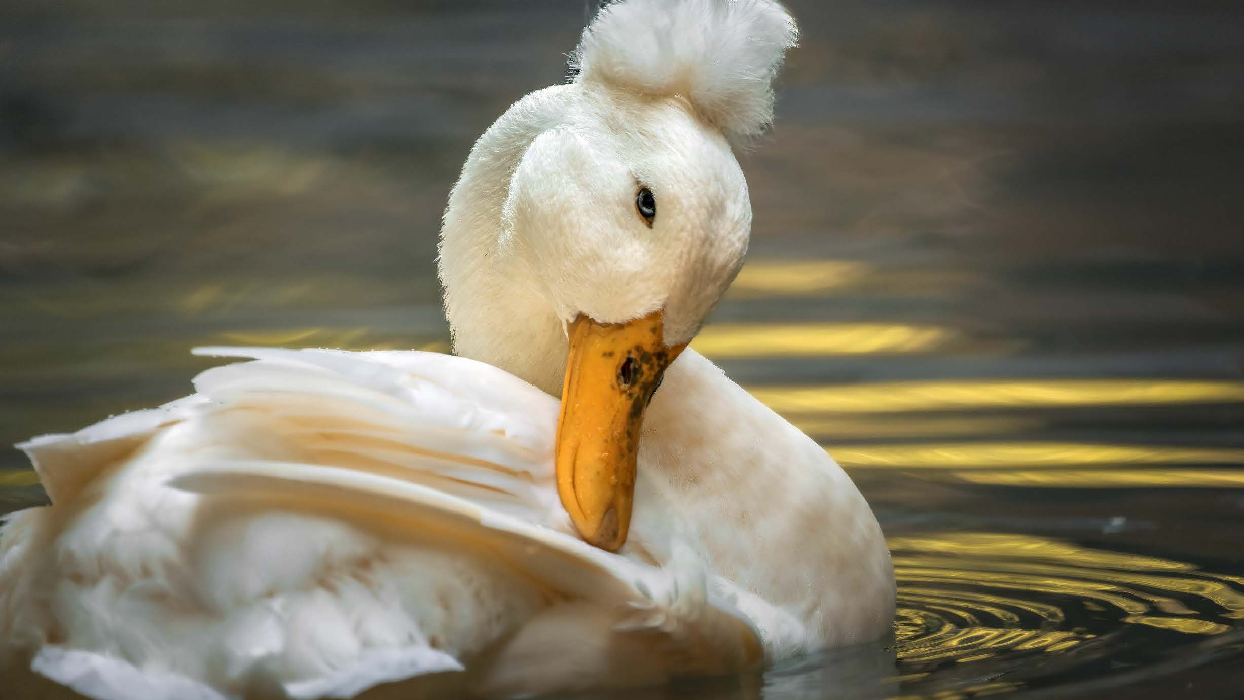 Duck Anatomy and Behavior – Videos – Mother Earth News